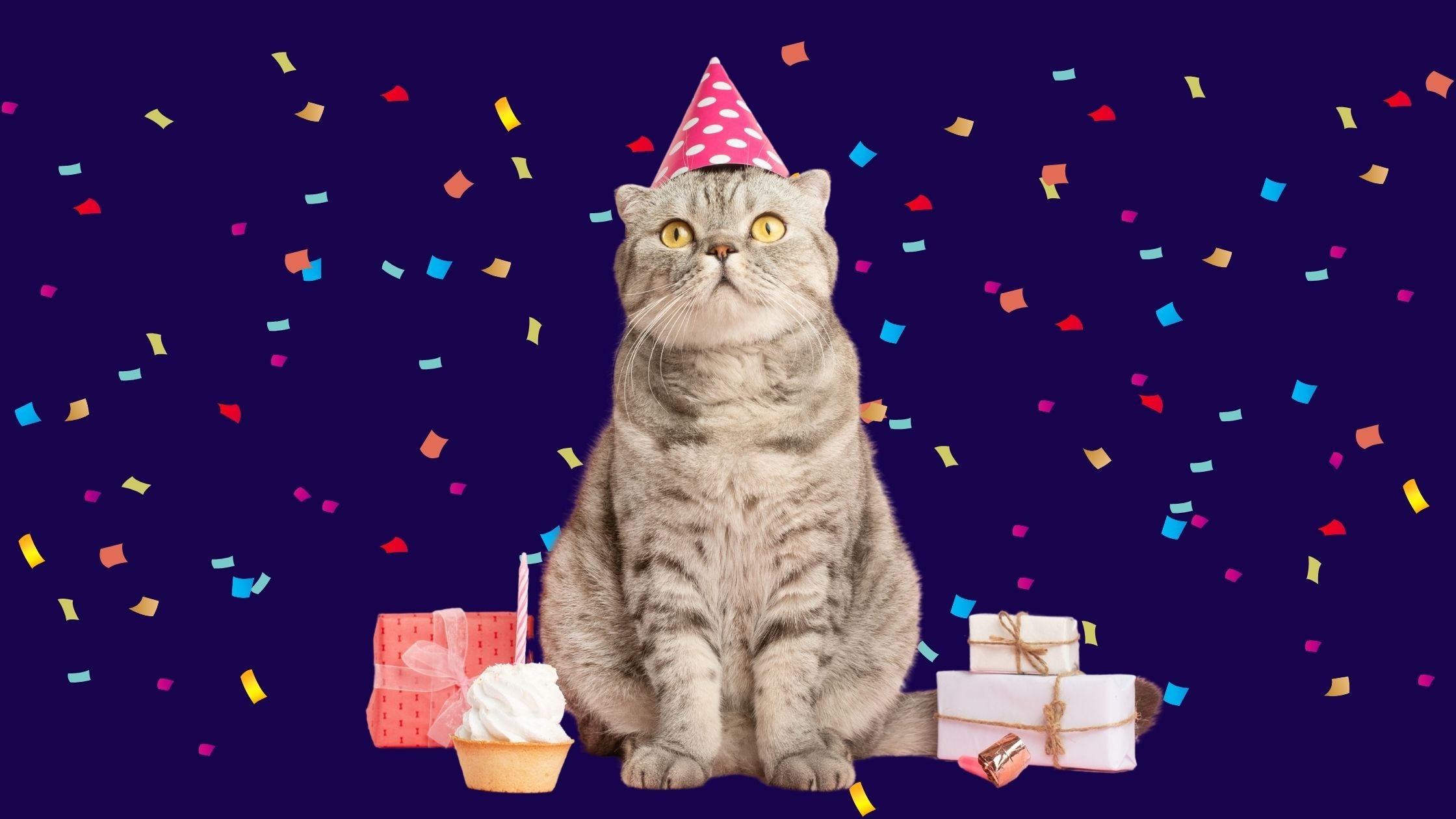 Zeichen dafür, dass deine Katze dich liebt – Weltkatzentag-Special – The Better Cat