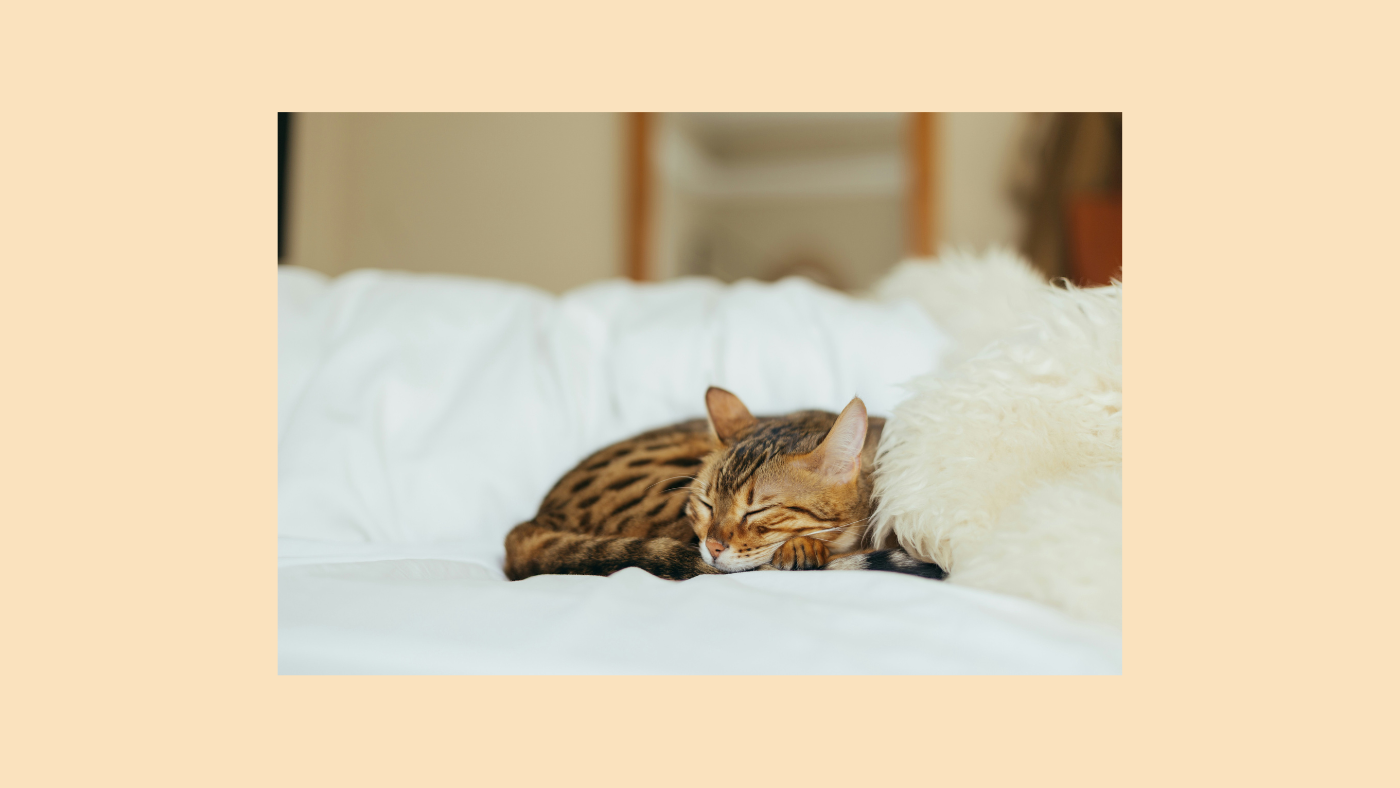 Ursachen für leichten Durchfall bei der Katze – The Better Cat