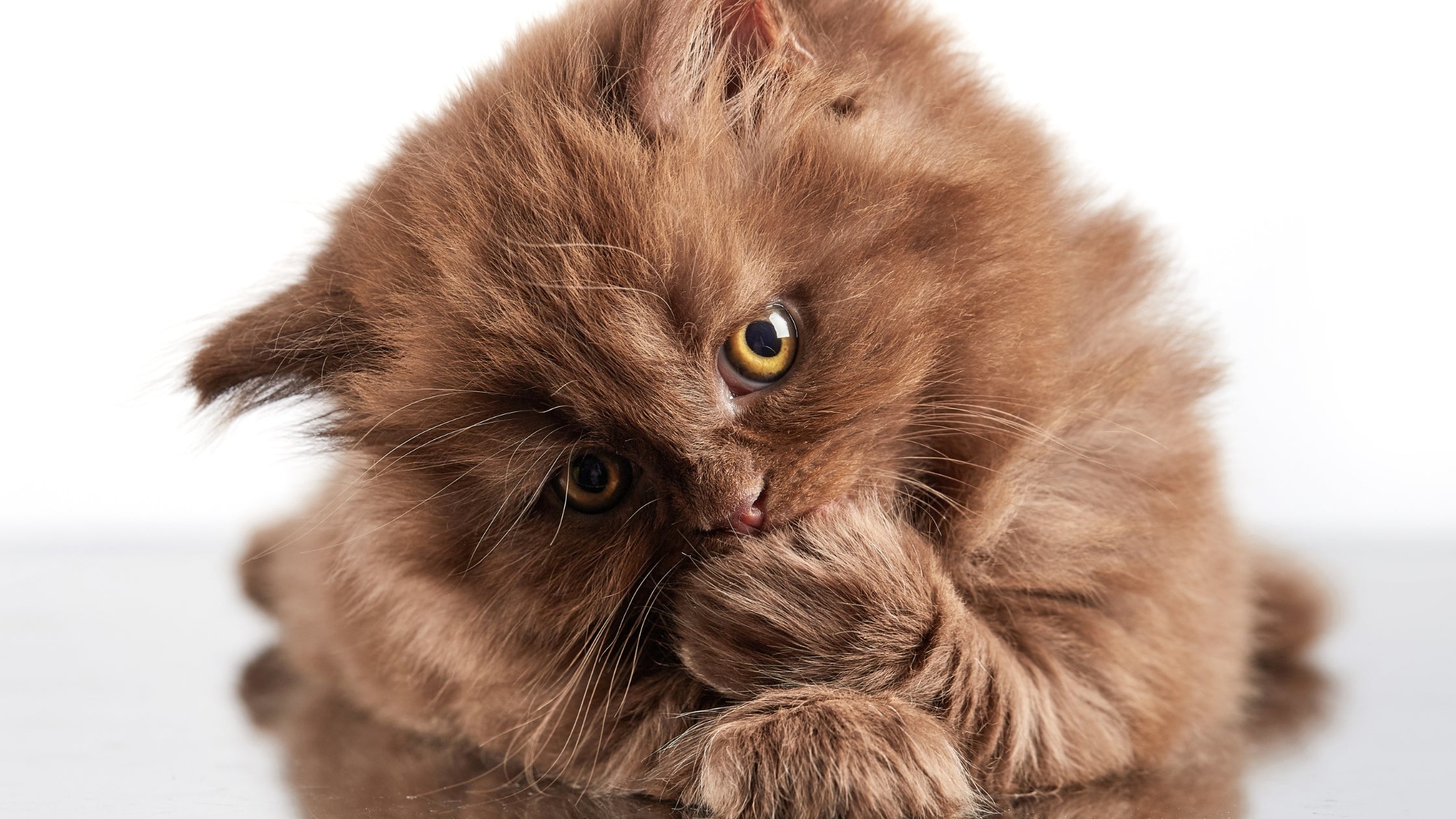 Wichtige Nährstoffe für die Haut und das Fell deiner Katze – The Better Cat