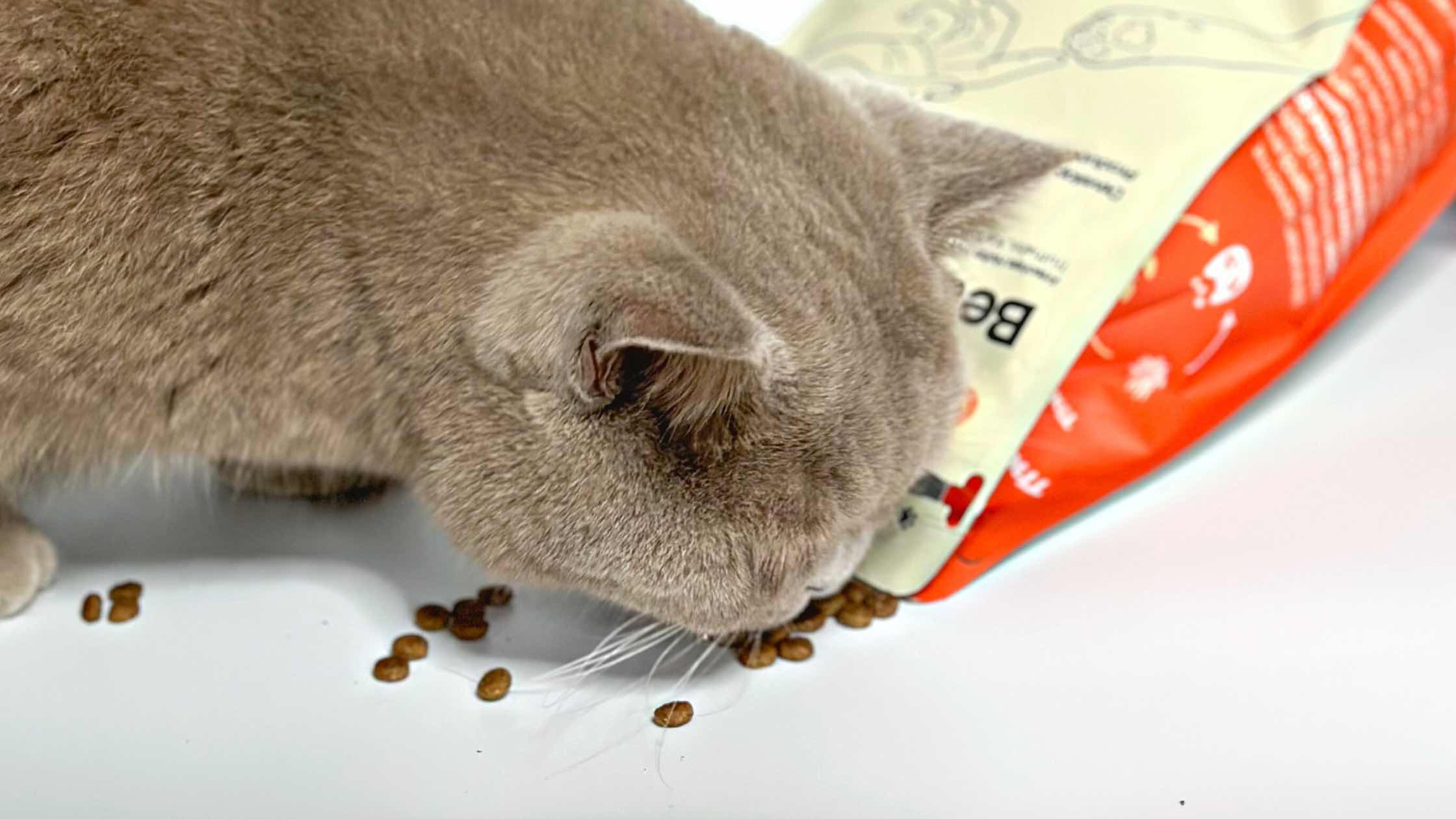 All – The Better Cat